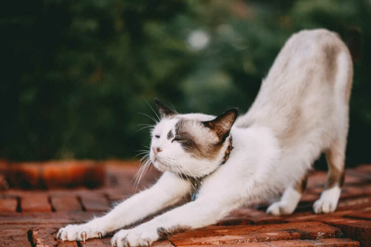 12 Animal Exercises - A Workout Routine Inspired by the Animal Kingdom ...